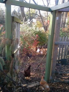 Chickens Paddocks – Suburban Growing